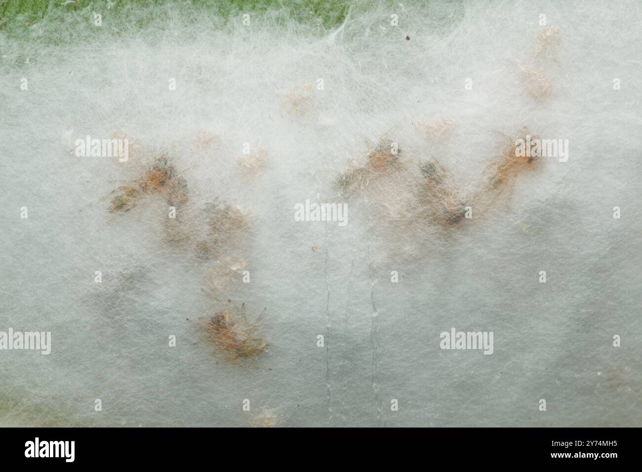 Spider ant nest hi-res stock photography and images - Alamy
