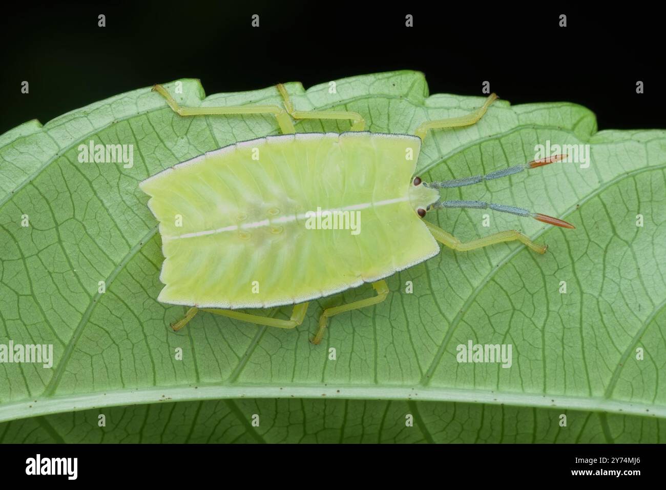 Beautiful stink bug nymph on the leaf Stock Photo - Alamy
