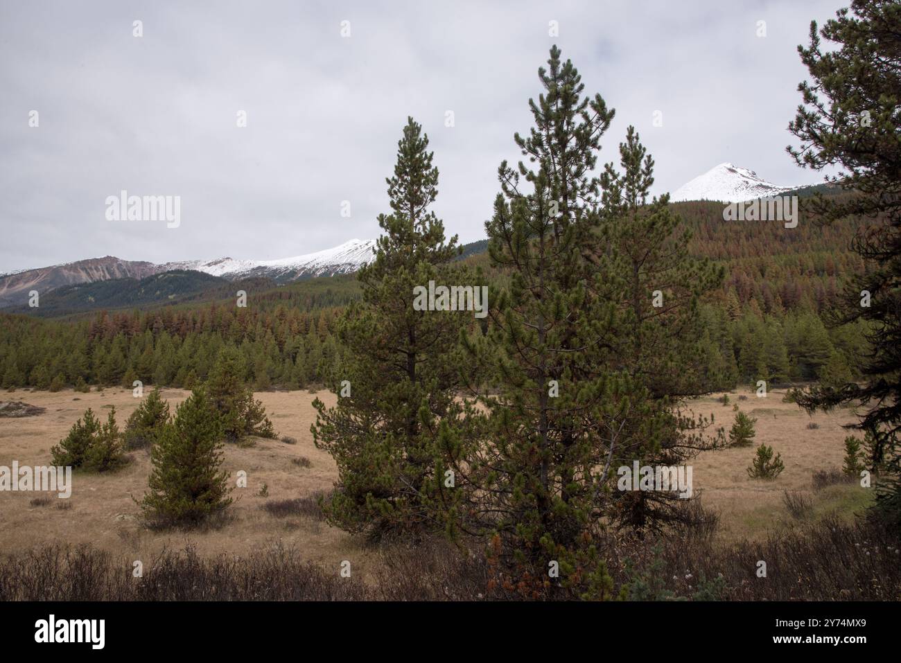 Mary Schaeffler Loop at Maligne Lake in the Canadian Rocky Mountains in ...