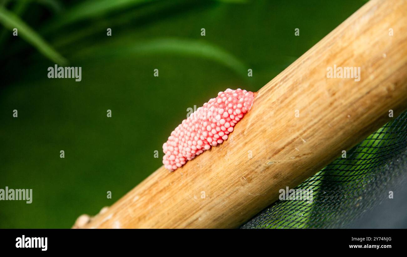 Rice snail eggs are pink in color around rice fields Stock Photo - Alamy