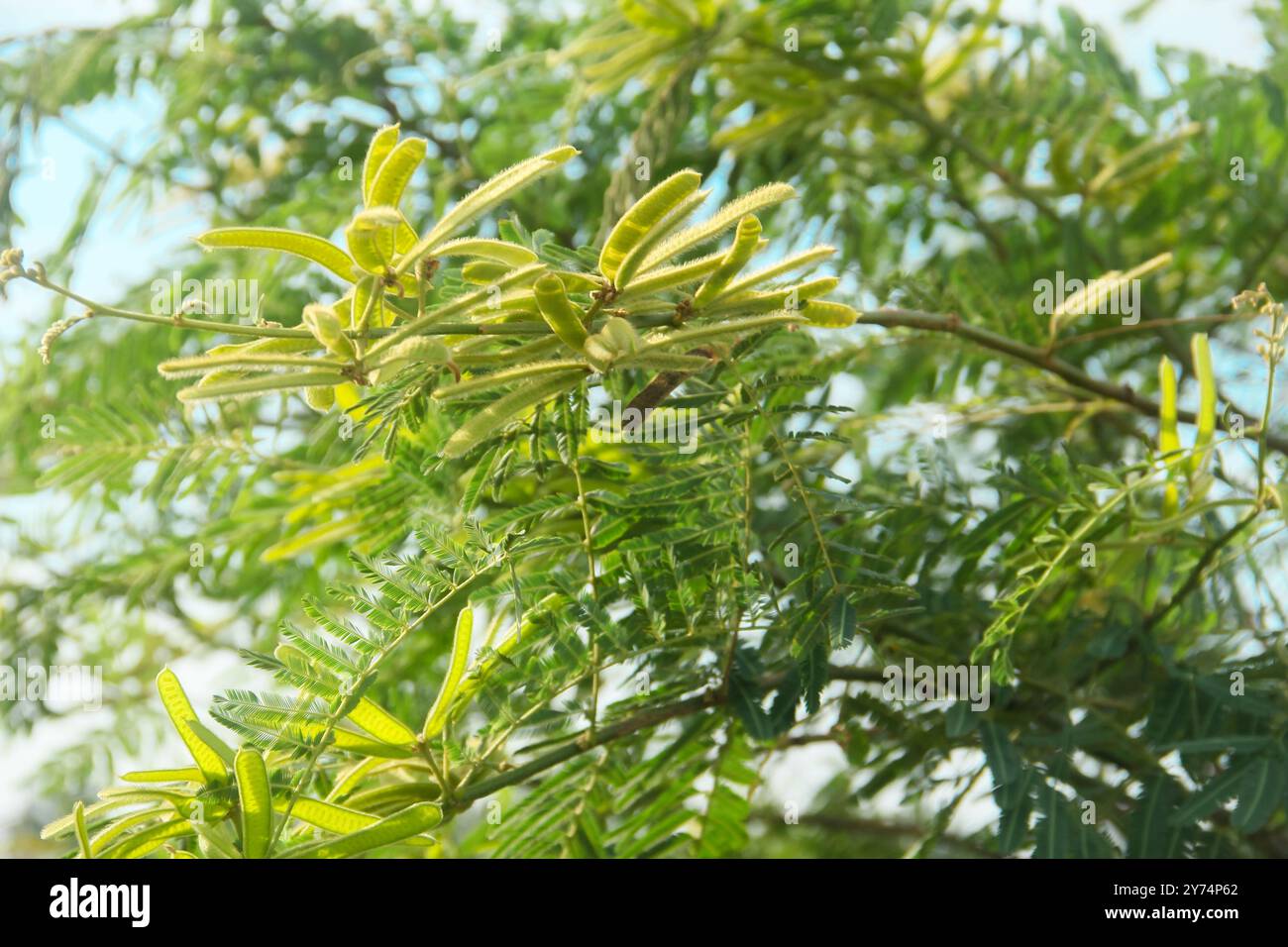 Prosopis Cineraria or petai thorn, a plant that resembles a petai tree ...