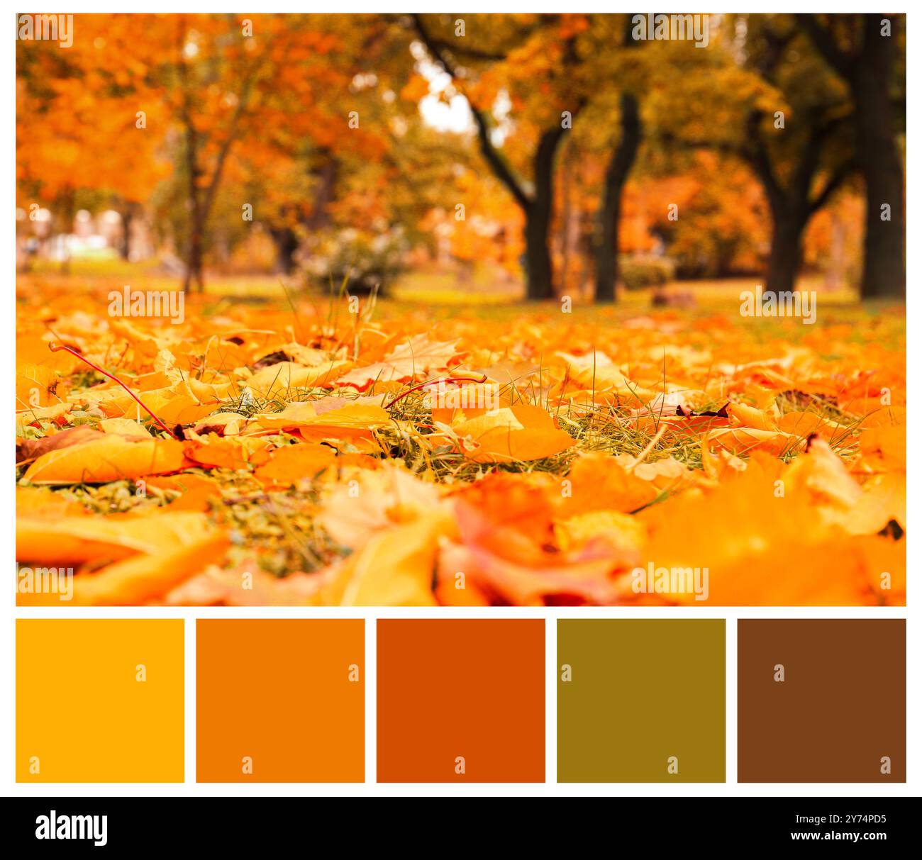 Shades of autumn. Picture of orange leaves on grass in park and ...