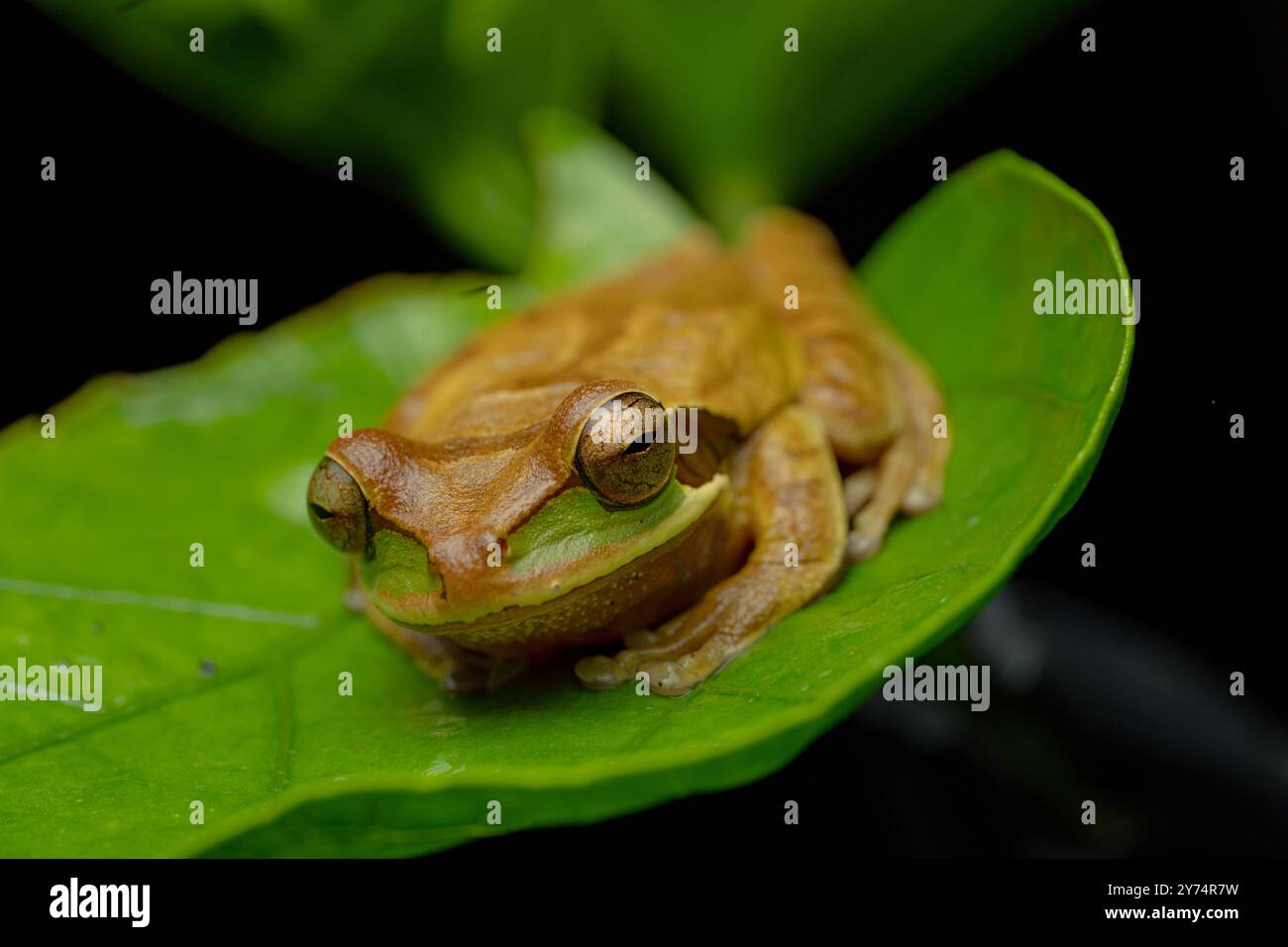 Masked Tree Frog (Smilisca phaeota) of Costa Rica Stock Photo - Alamy