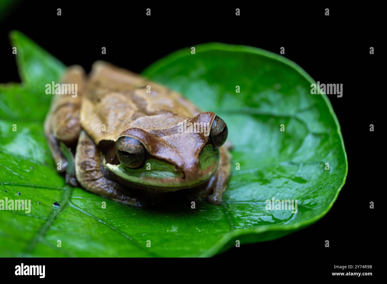 Masked Tree Frog (Smilisca phaeota) of Costa Rica Stock Photo - Alamy