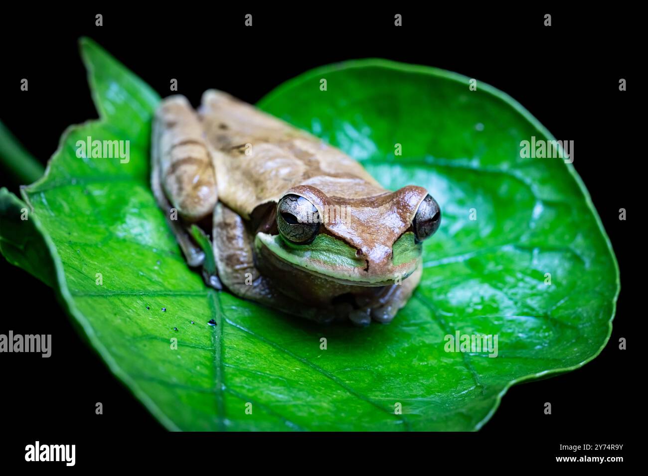 Masked Tree Frog (Smilisca phaeota) of Costa Rica Stock Photo - Alamy