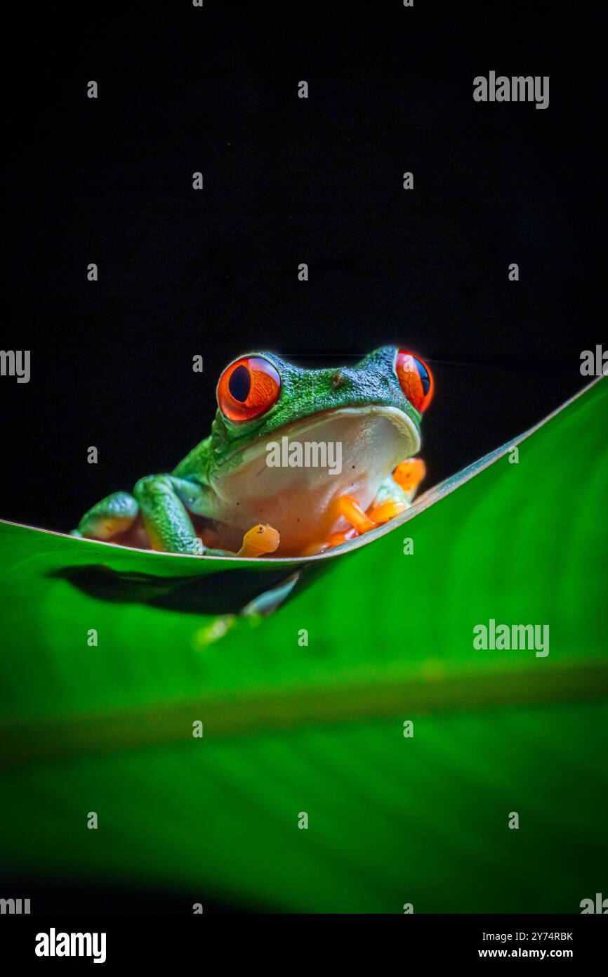 Red-eyed Tree Frog (Agalychnis callidryas) of Costa Rica Stock Photo ...