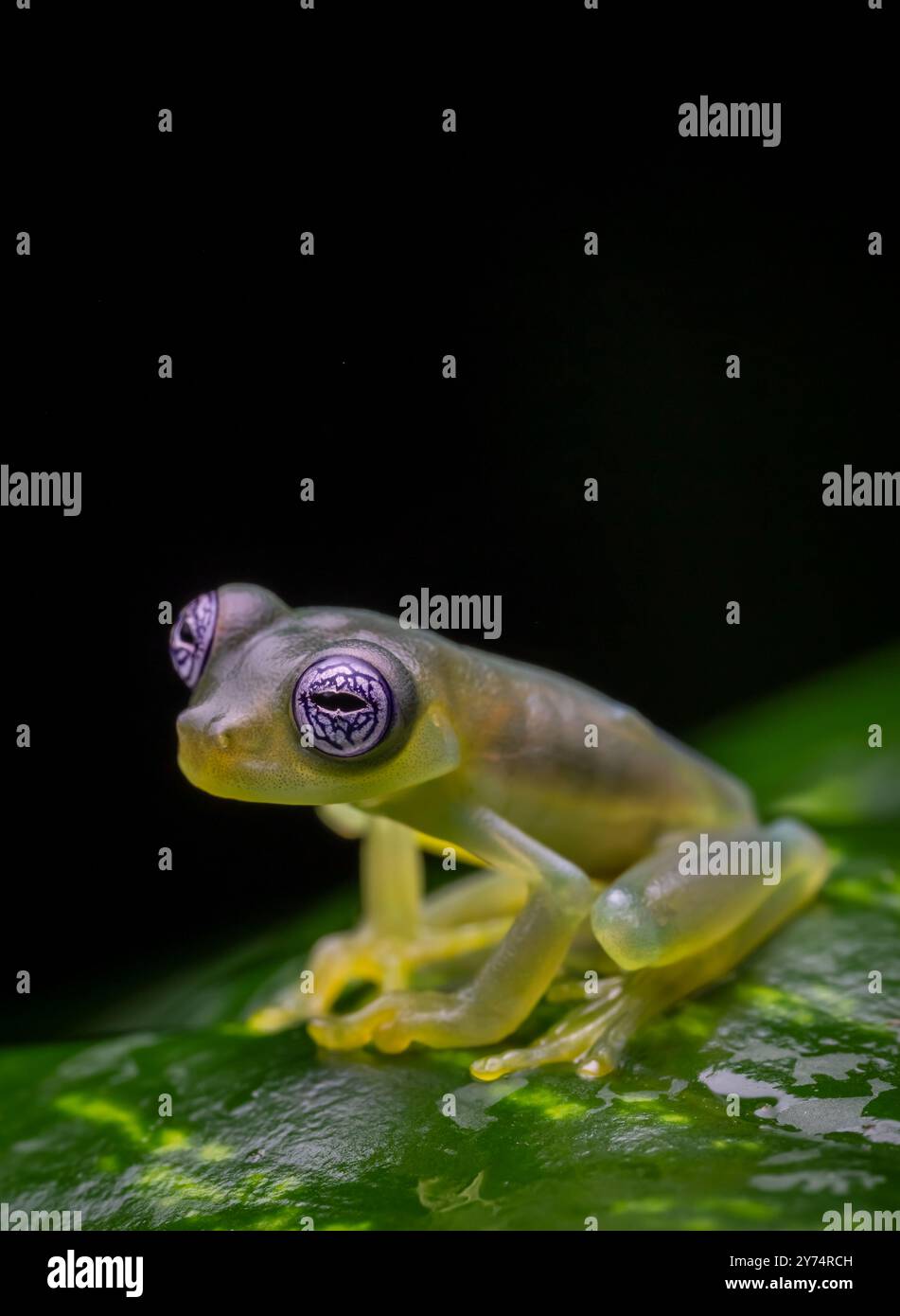 Glass Tree Frog (Centrolenidae) of Costa Rica Stock Photo - Alamy
