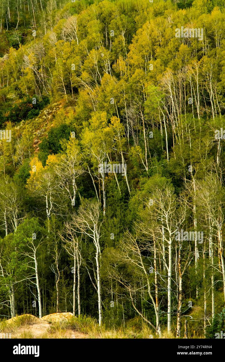 Autumn comes early in northern Colorado Stock Photo - Alamy