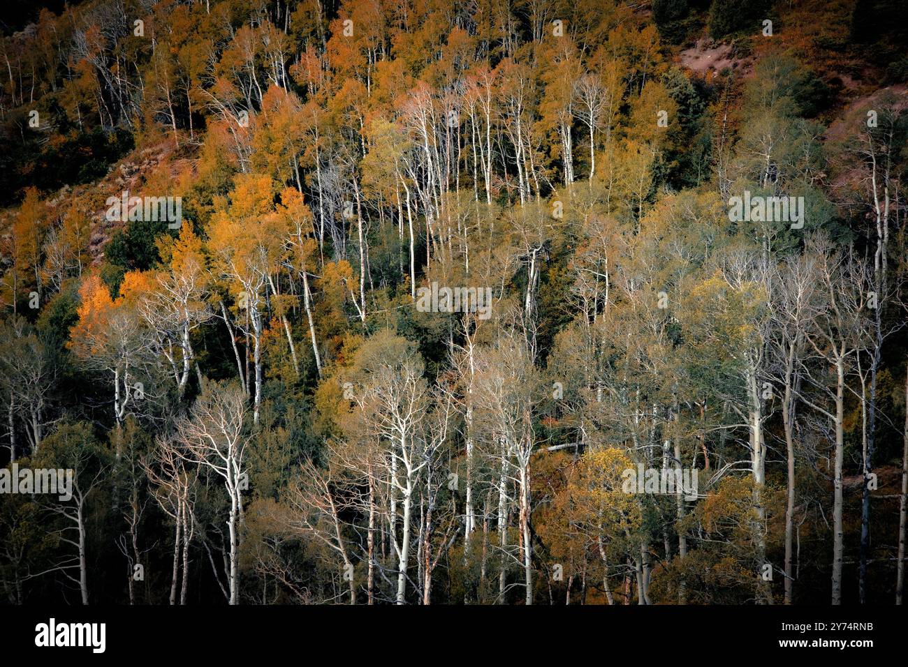 Autumn comes early in northern Colorado Stock Photo - Alamy