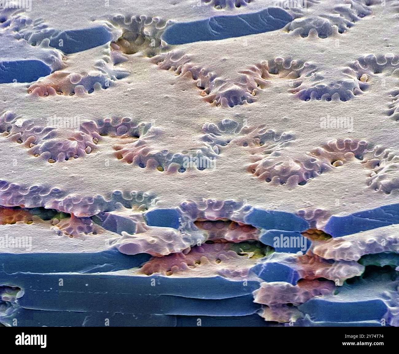 Eye lens fibres. Coloured scanning electron micrograph (SEM) of a ...
