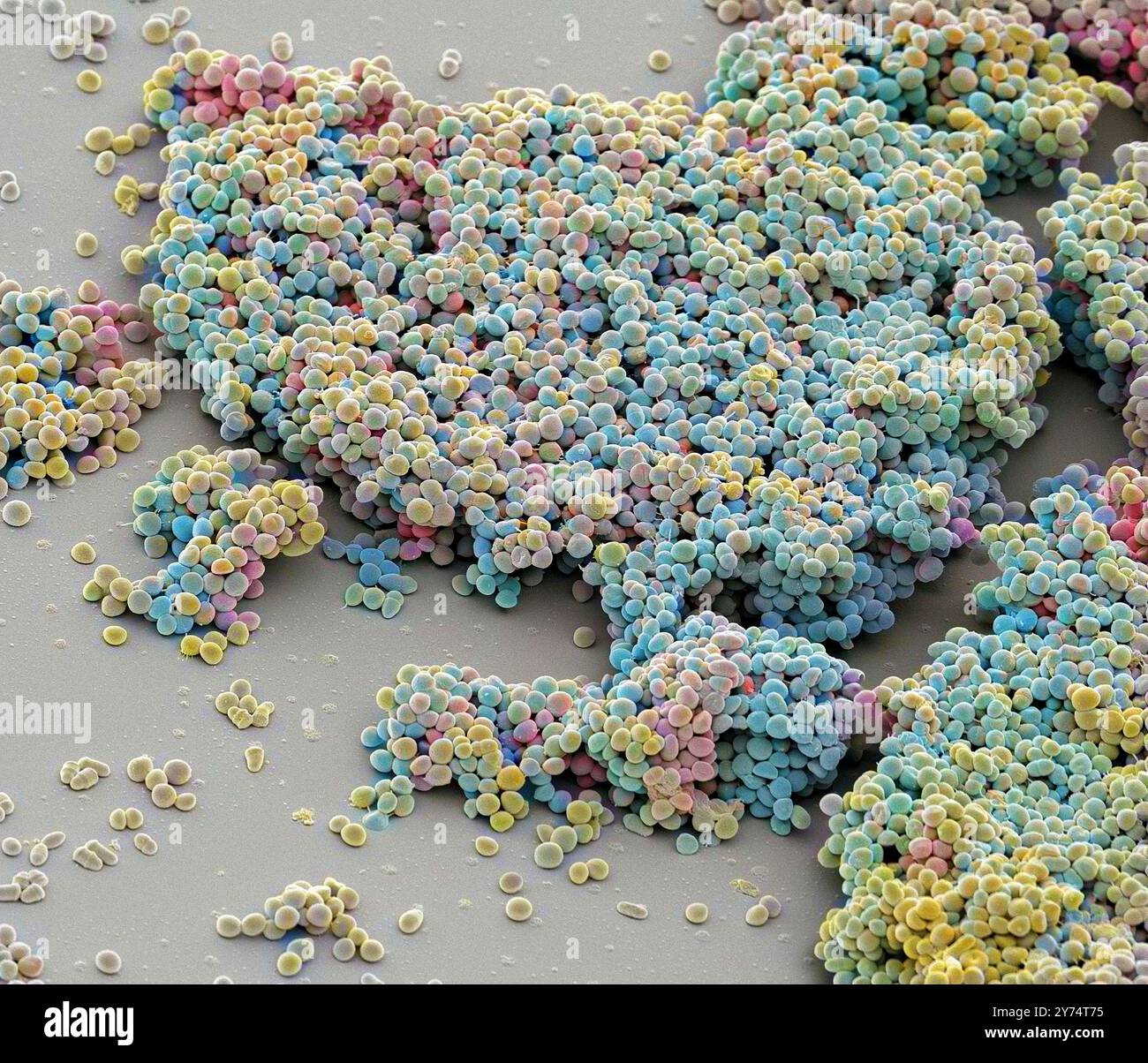 Lactococcus Lactis Bacteria Coloured Scanning Electron Micrograph Sem This Lactic Acid