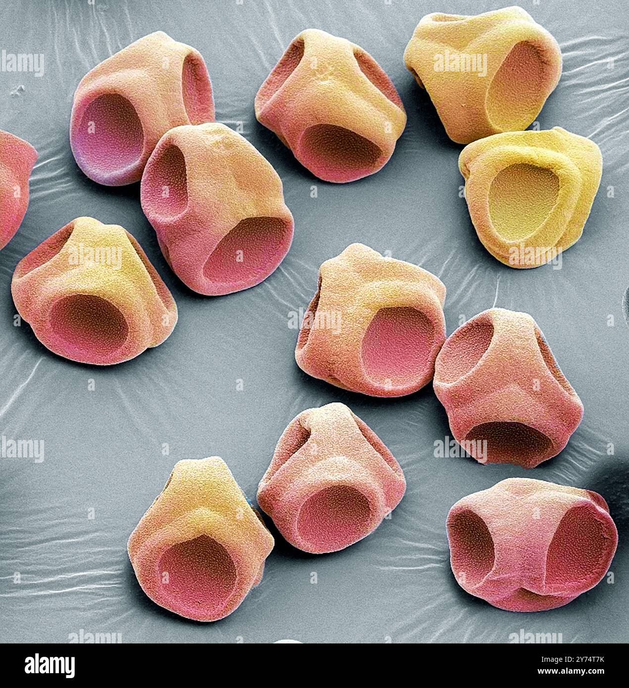 Periwinkle (Vinca sp.) pollen grain, coloured scanning electron ...