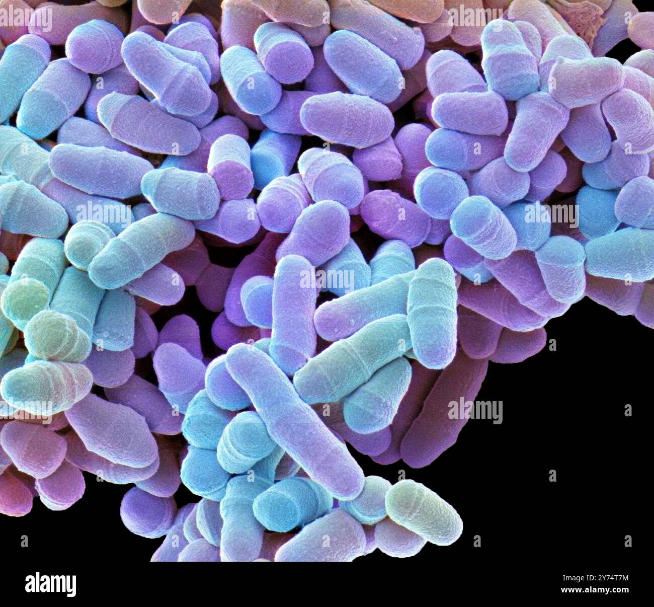 Schizosaccharomyces pombe yeast cells. Coloured scanning electron ...