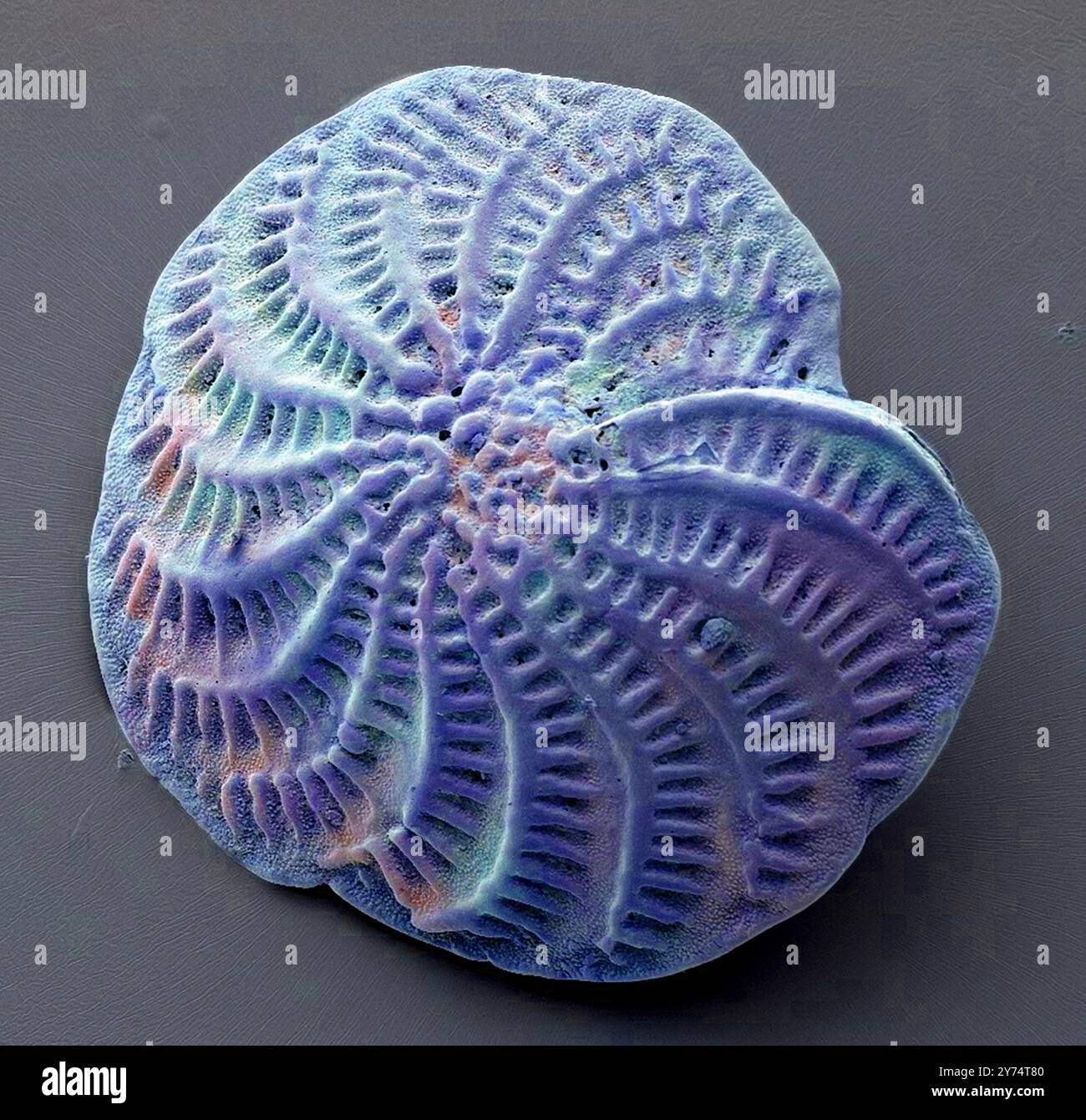 Foraminiferan. Coloured scanning electron micrograph (SEM) of a foraminiferan microfossil from ...