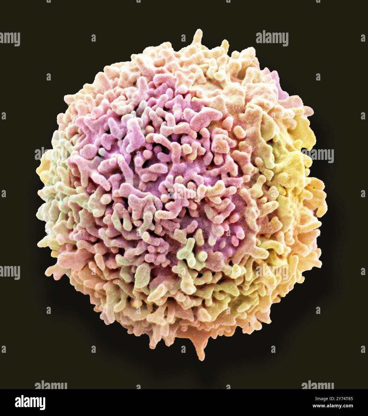 Resting T lymphocyte. Coloured scanning electron micrograph (SEM) of a ...