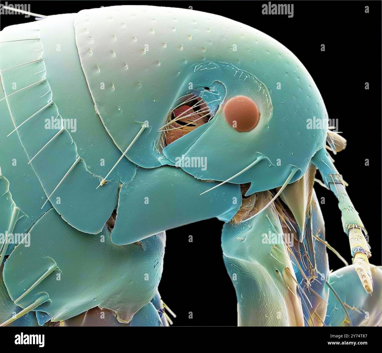 Human flea. Coloured scanning electron micrograph (SEM) of a human flea ...