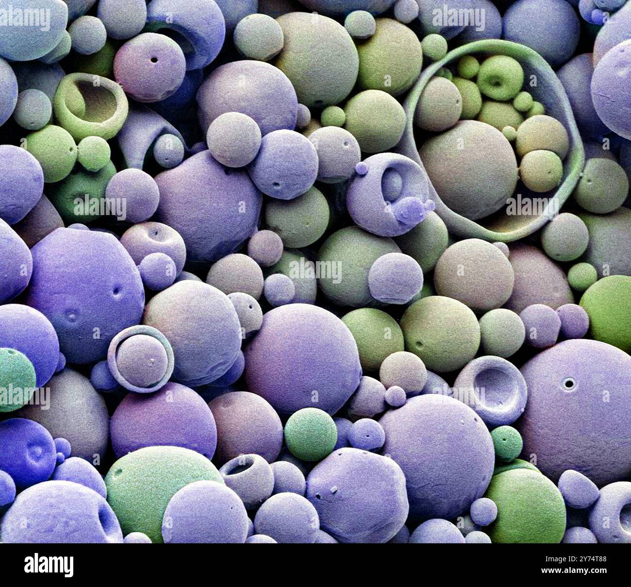 PLGA microspheres, coloured scanning electron micrograph (SEM). PLGA ...