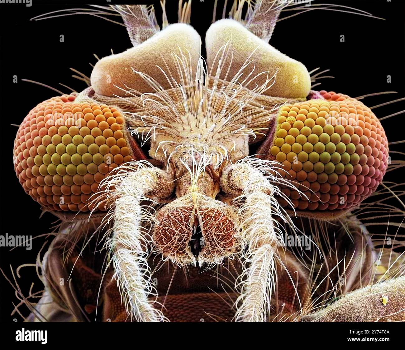Buzzer midge (Chironomus plumosus) head. Coloured scanning electron ...