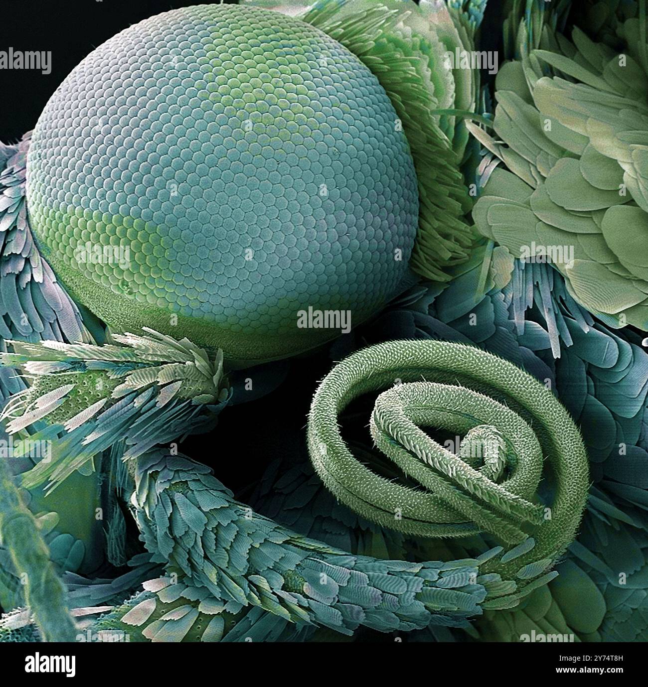 Moth eye and proboscis. Coloured scanning electron micrograph (SEM) of ...