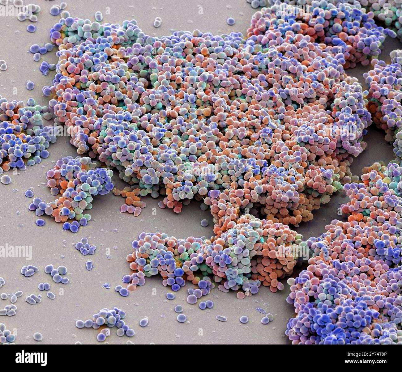 Lactococcus lactis bacteria, coloured scanning electron micrograph (SEM ...