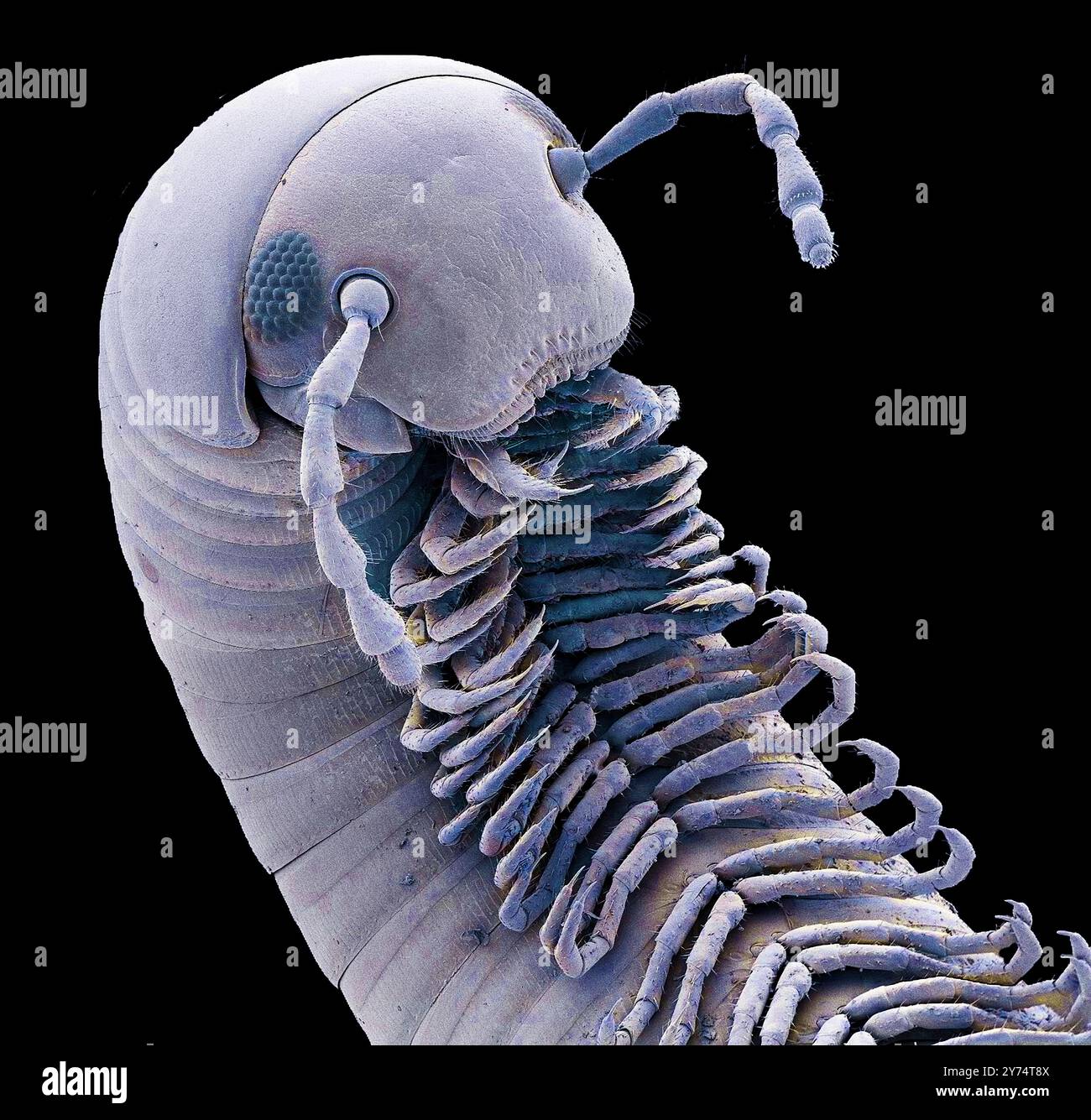 Millipede, coloured scanning electron micrograph (SEM). Millipedes (class: Diplopoda) have ...