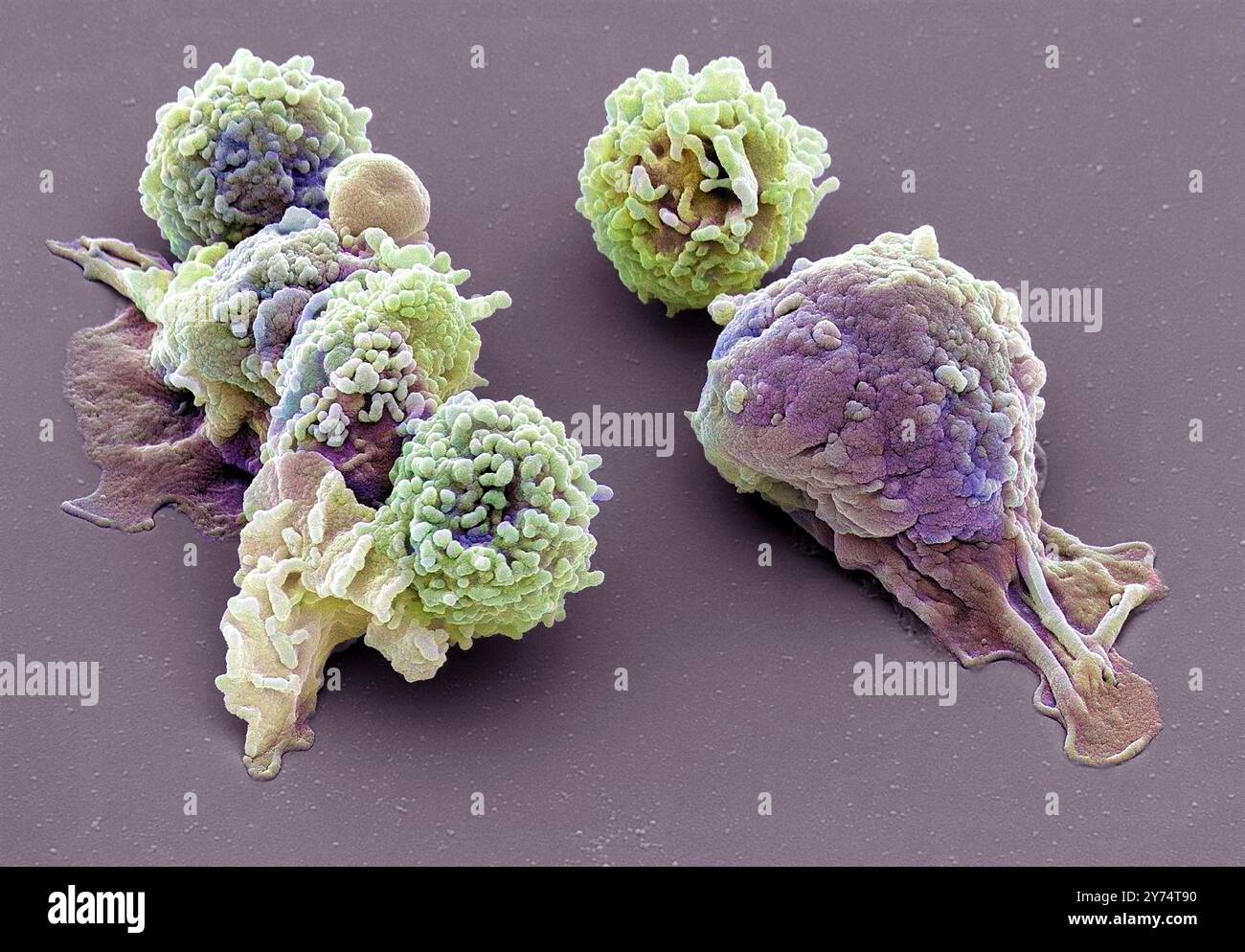 Granulocytes. Coloured scanning electron micrograph (SEM) of ...