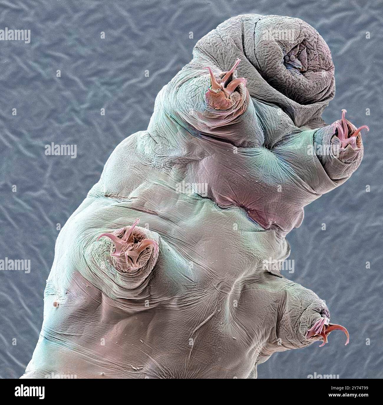 Tardigrade sem hi-res stock photography and images - Alamy