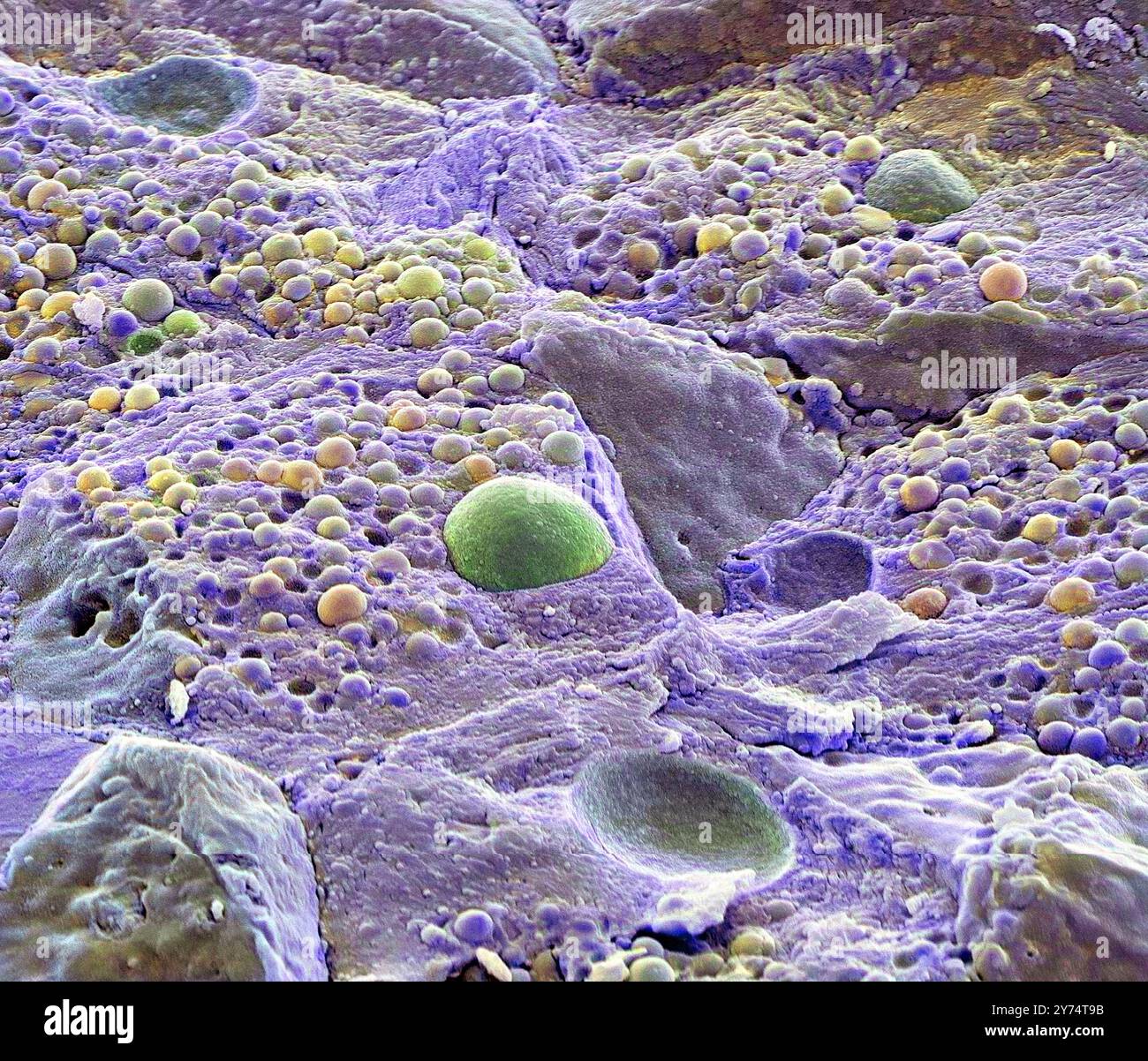 Secretory cells pancreas hi-res stock photography and images - Alamy