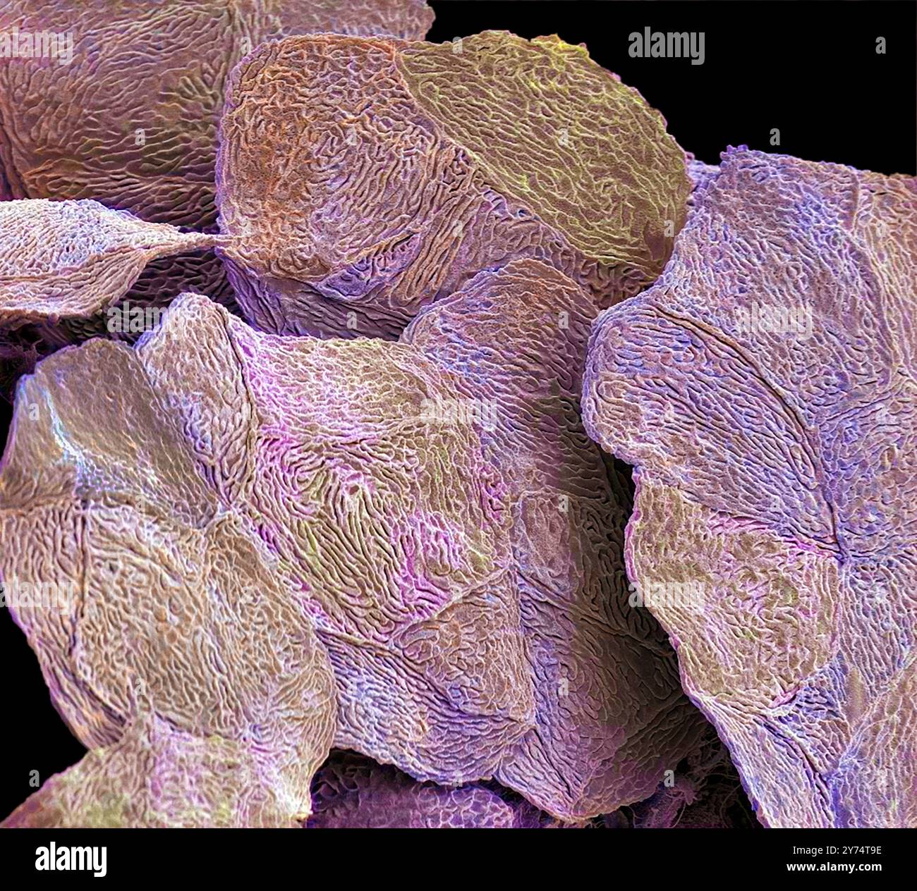 Skin Cell Under Microscope