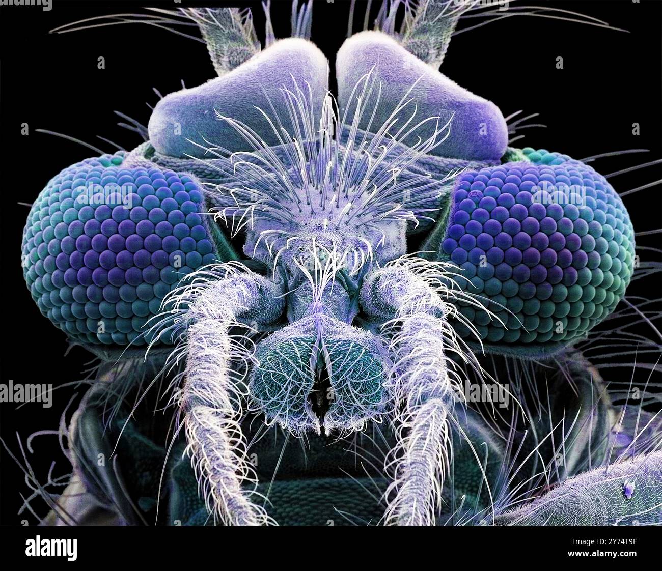 Buzzer midge (Chironomus plumosus) head. Coloured scanning electron ...