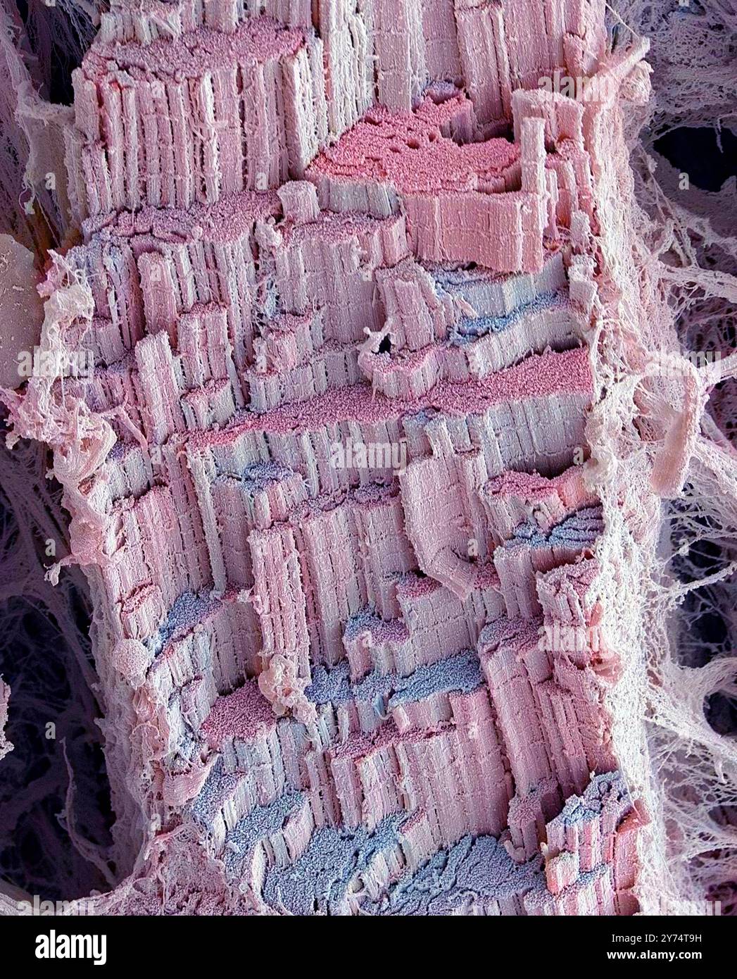 Skeletal muscle fibre. Coloured scanning electron micrograph (SEM) of a freeze-fractured ...