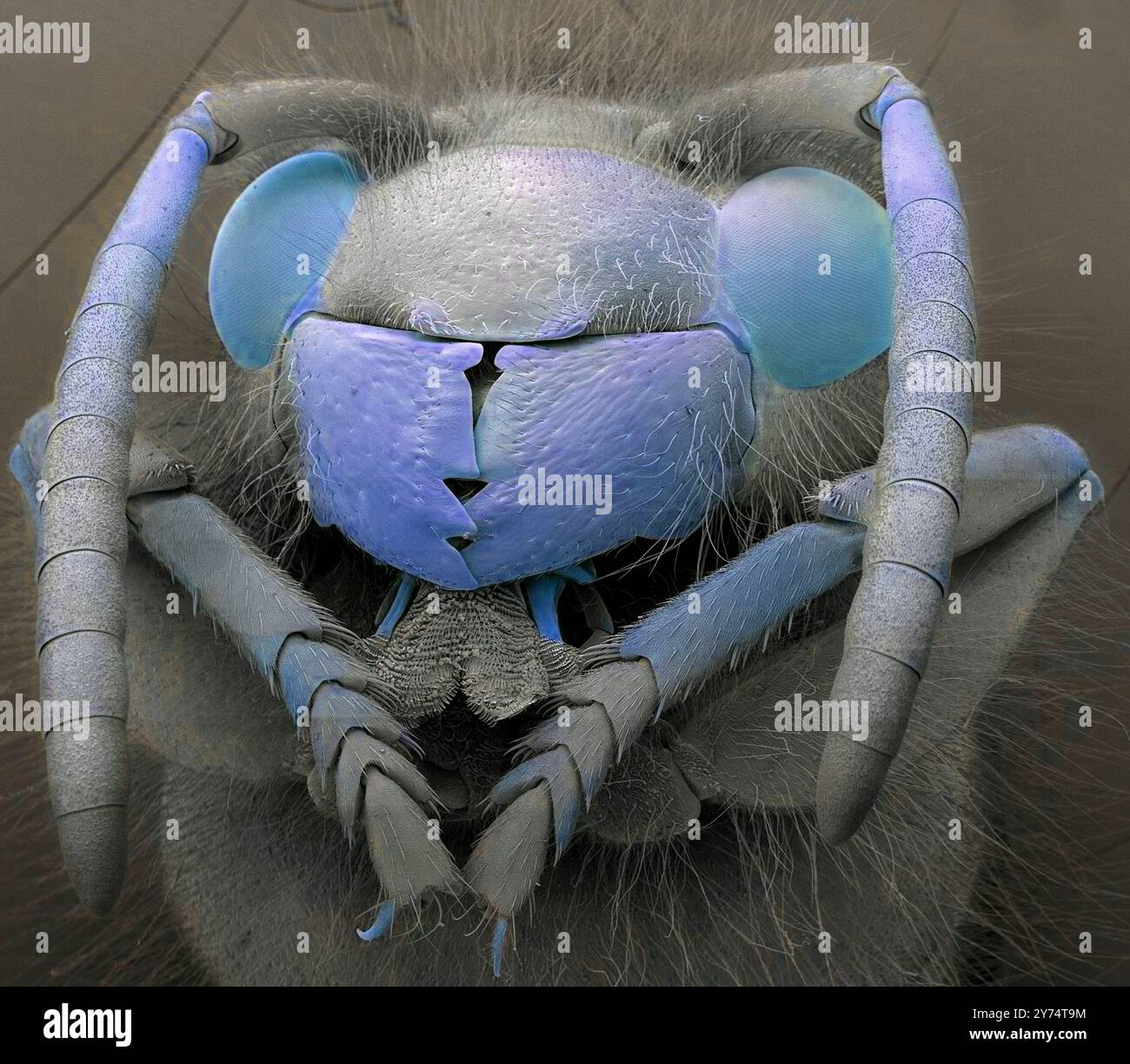 Wasp. Coloured scanning electron micrograph (SEM) of a wasp. Unlike the ...