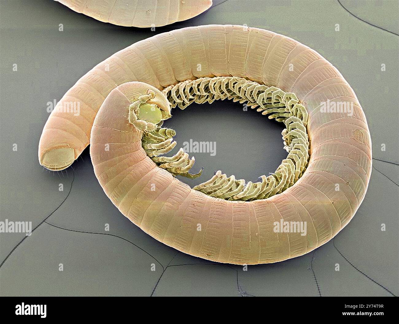 Elongated body segment hi-res stock photography and images - Alamy