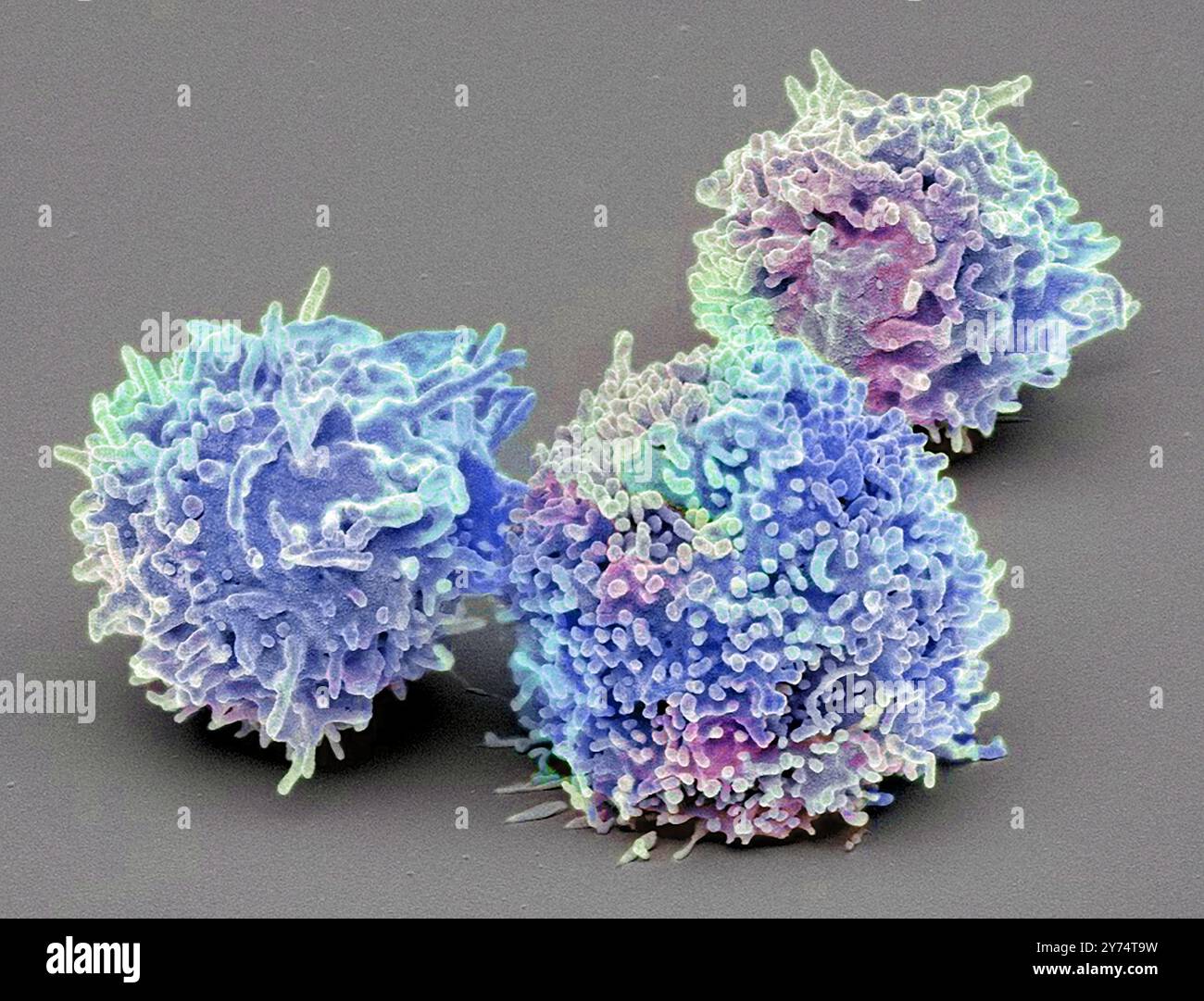 Resting T lymphocytes. Coloured scanning electron micrograph (SEM) of ...