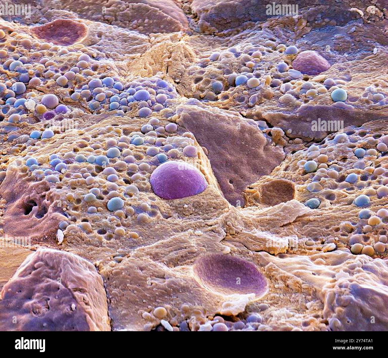 Pancreas tissue. Coloured scanning electron micrograph (SEM) of ...