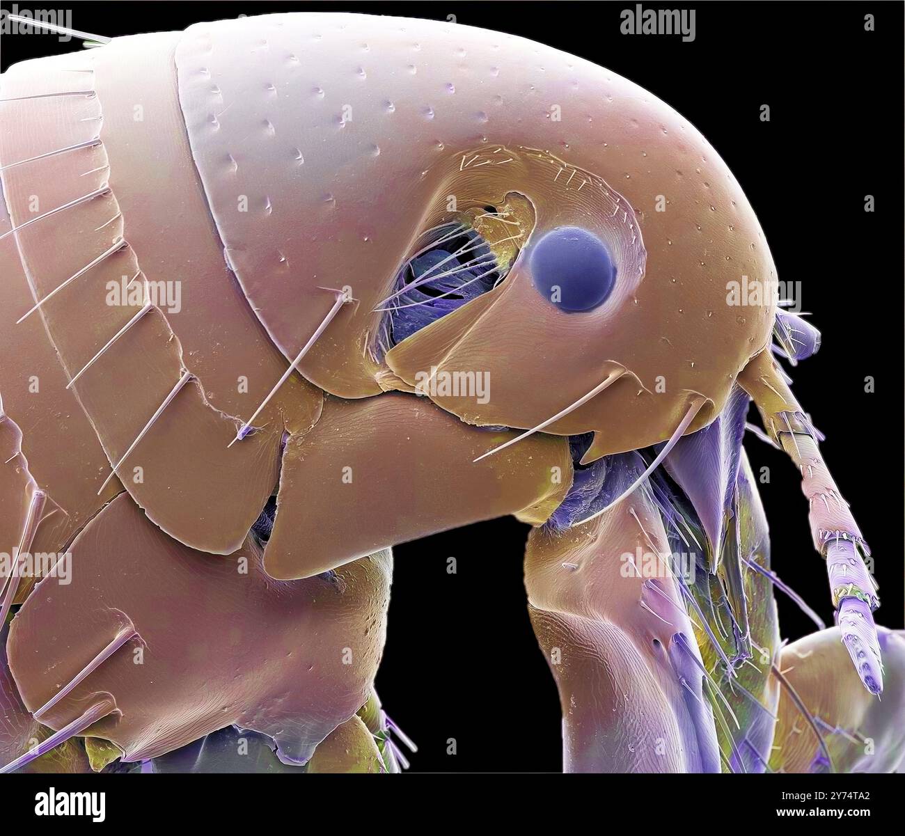 Human flea. Coloured scanning electron micrograph (SEM) of a human flea ...