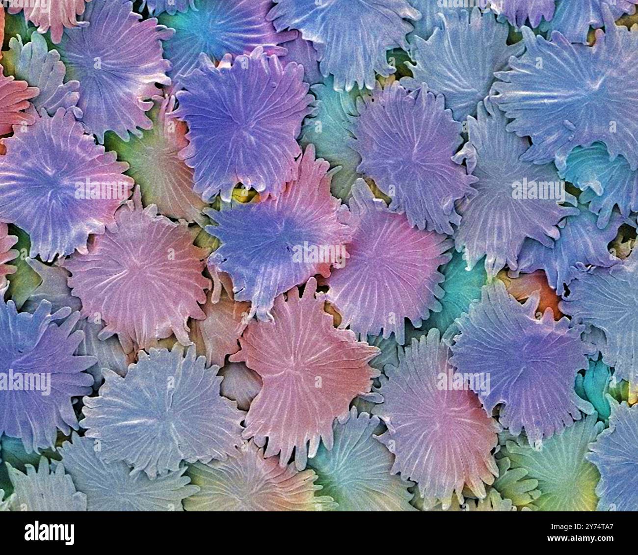 Olive leaf trichomes hi-res stock photography and images - Alamy