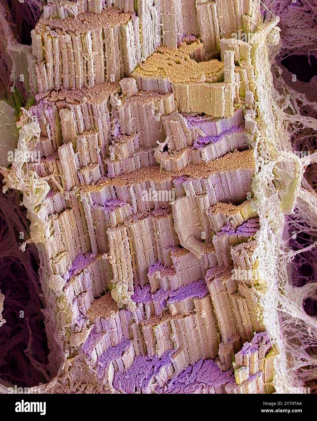 Skeletal muscle fibre. Coloured scanning electron micrograph (SEM) of a freeze-fractured ...