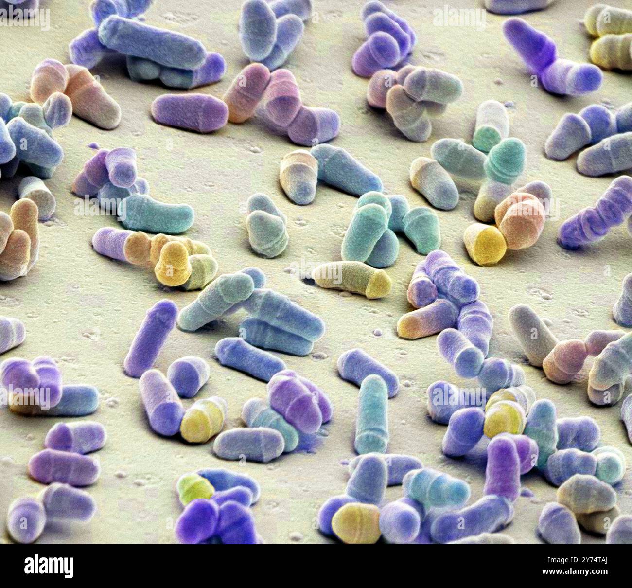 Schizosaccharomyces pombe yeast cells. Coloured scanning electron ...
