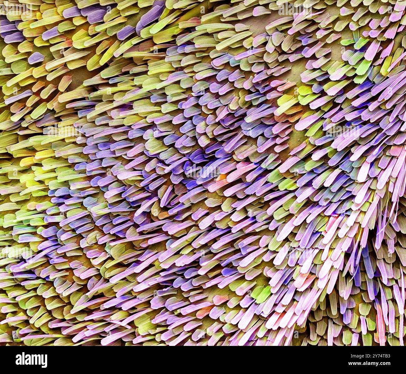 Moth wing. Coloured scanning electron micrograph (SEM) of scales on a ...