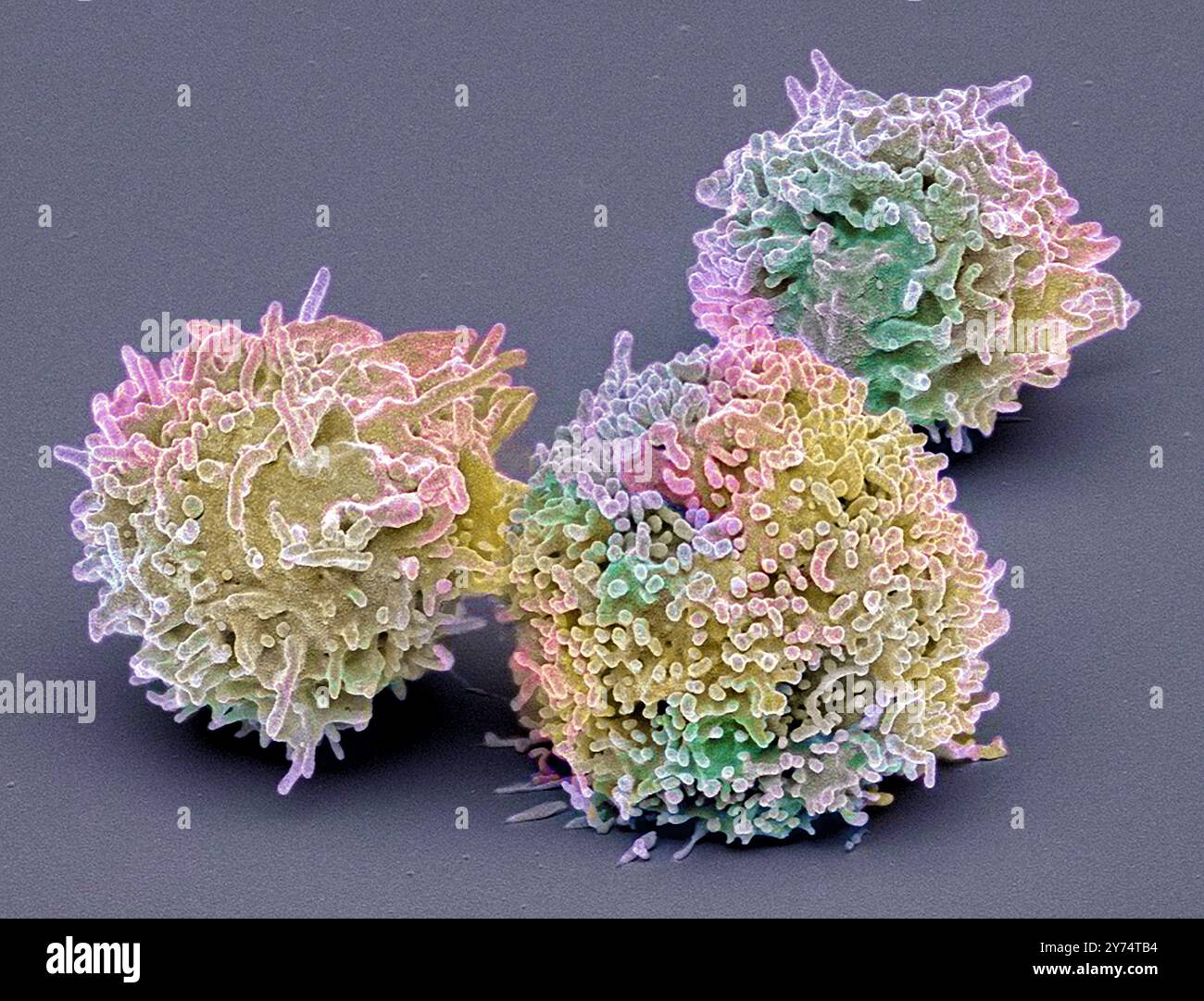 Resting T lymphocytes. Coloured scanning electron micrograph (SEM) of ...