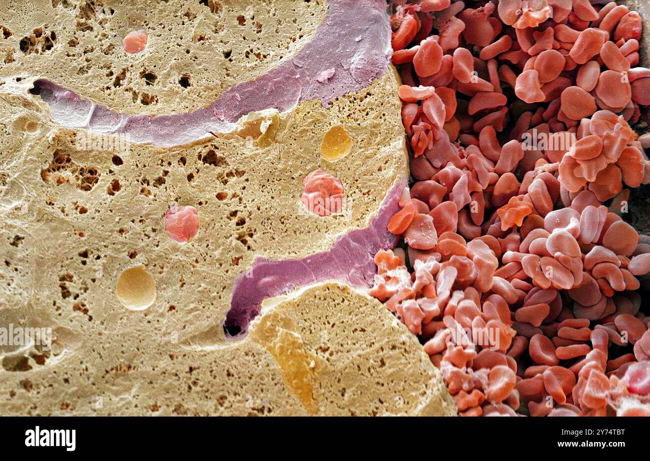 Liver vein. Coloured scanning electron micrograph (SEM) of a section ...