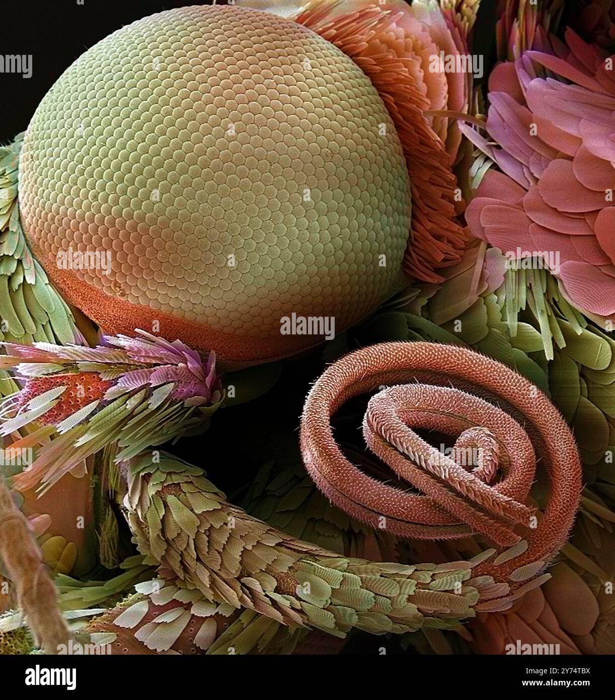 Moth eye and proboscis. Coloured scanning electron micrograph (SEM) of ...