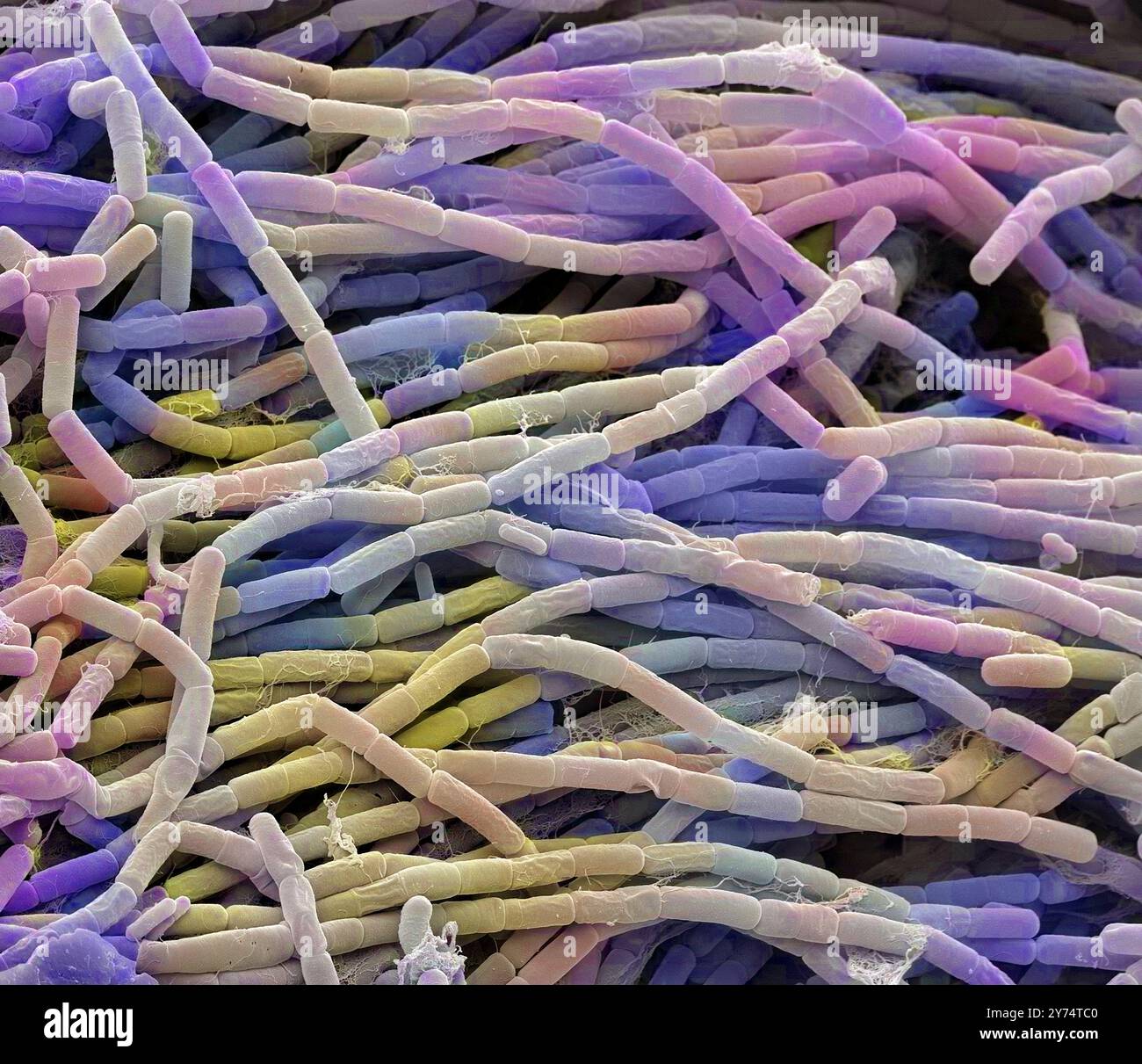 Bacillus megaterium bacterial colony hi-res stock photography and ...