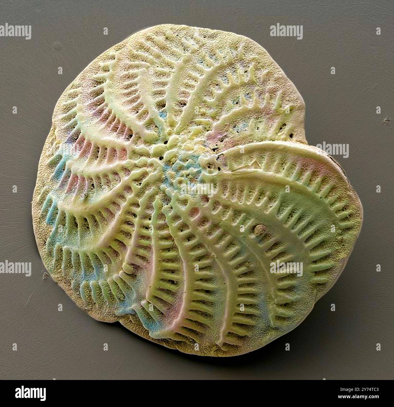 Foraminiferan. Coloured scanning electron micrograph (SEM) of a foraminiferan microfossil from ...