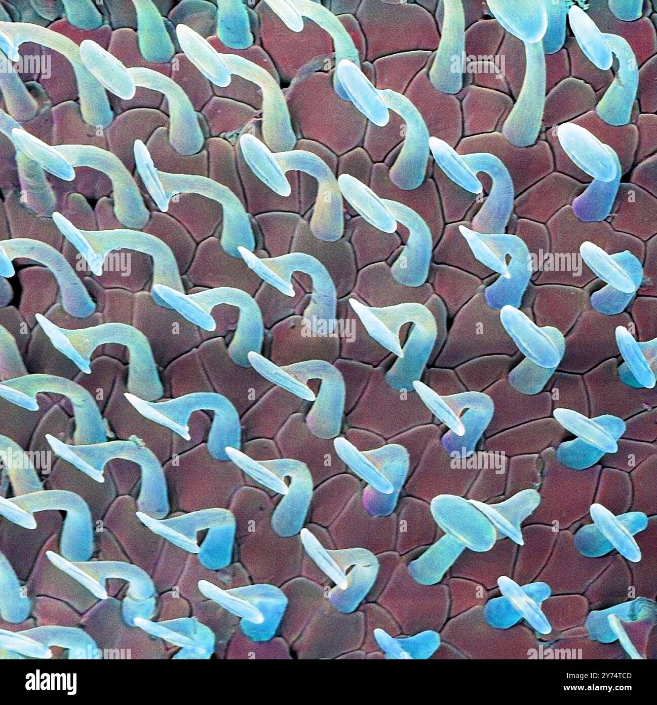 Ladybird foot hairs hi-res stock photography and images - Alamy