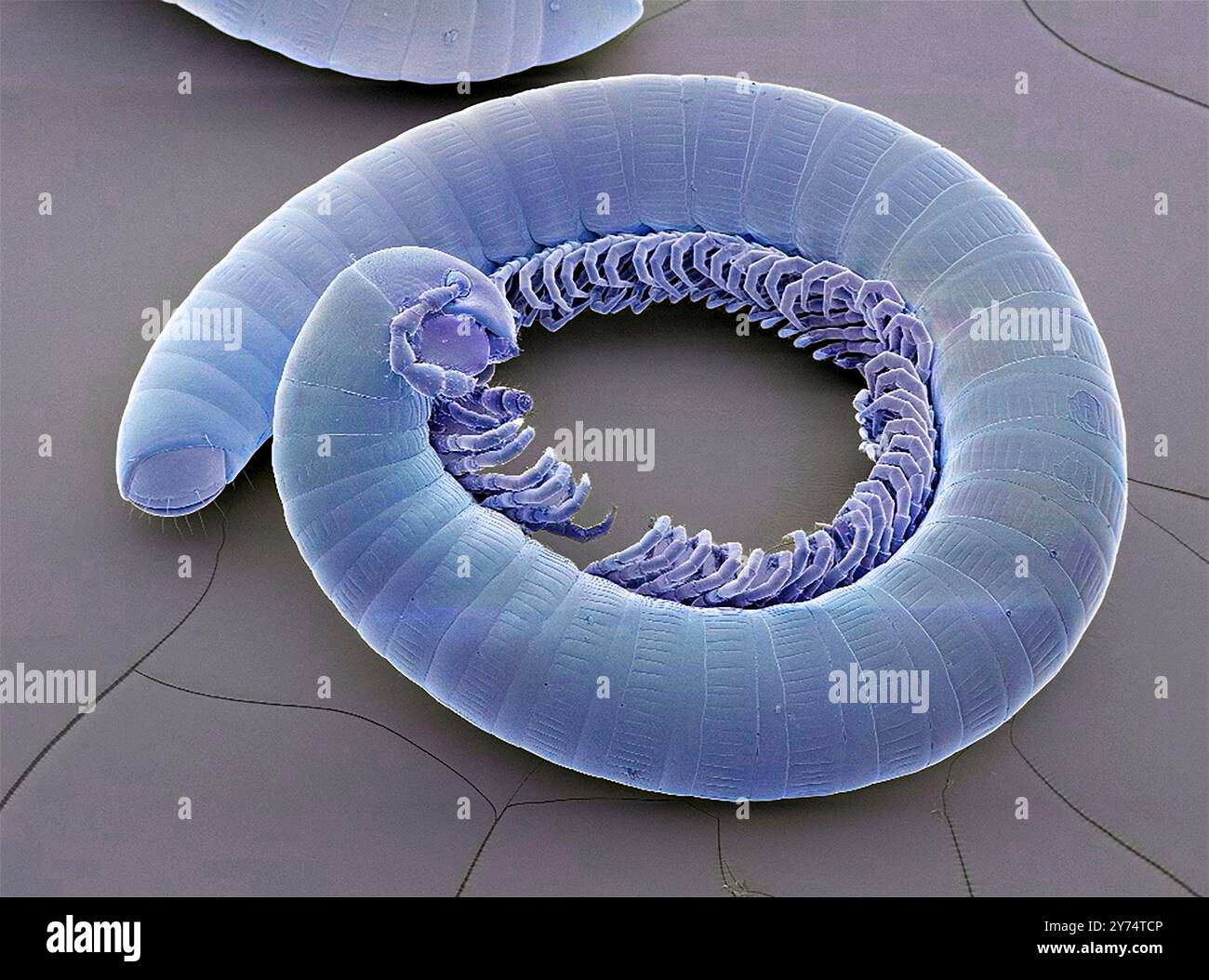Millipede, coloured scanning electron micrograph (SEM). Millipedes ...
