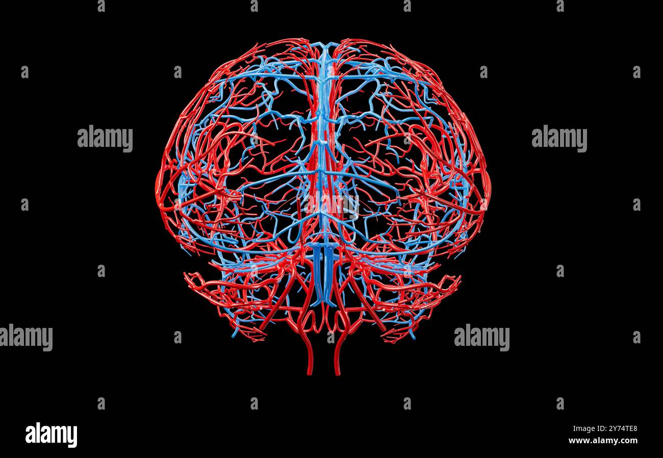 Illustration of the brain blood vessels. The human brain contains a ...
