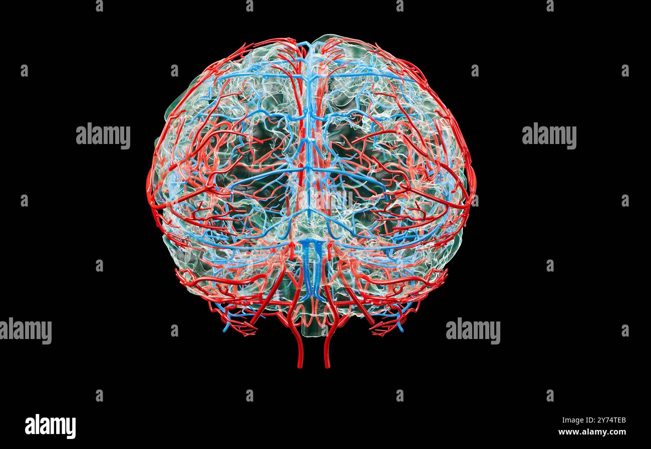 Illustration of the brain blood vessels. The human brain contains a ...