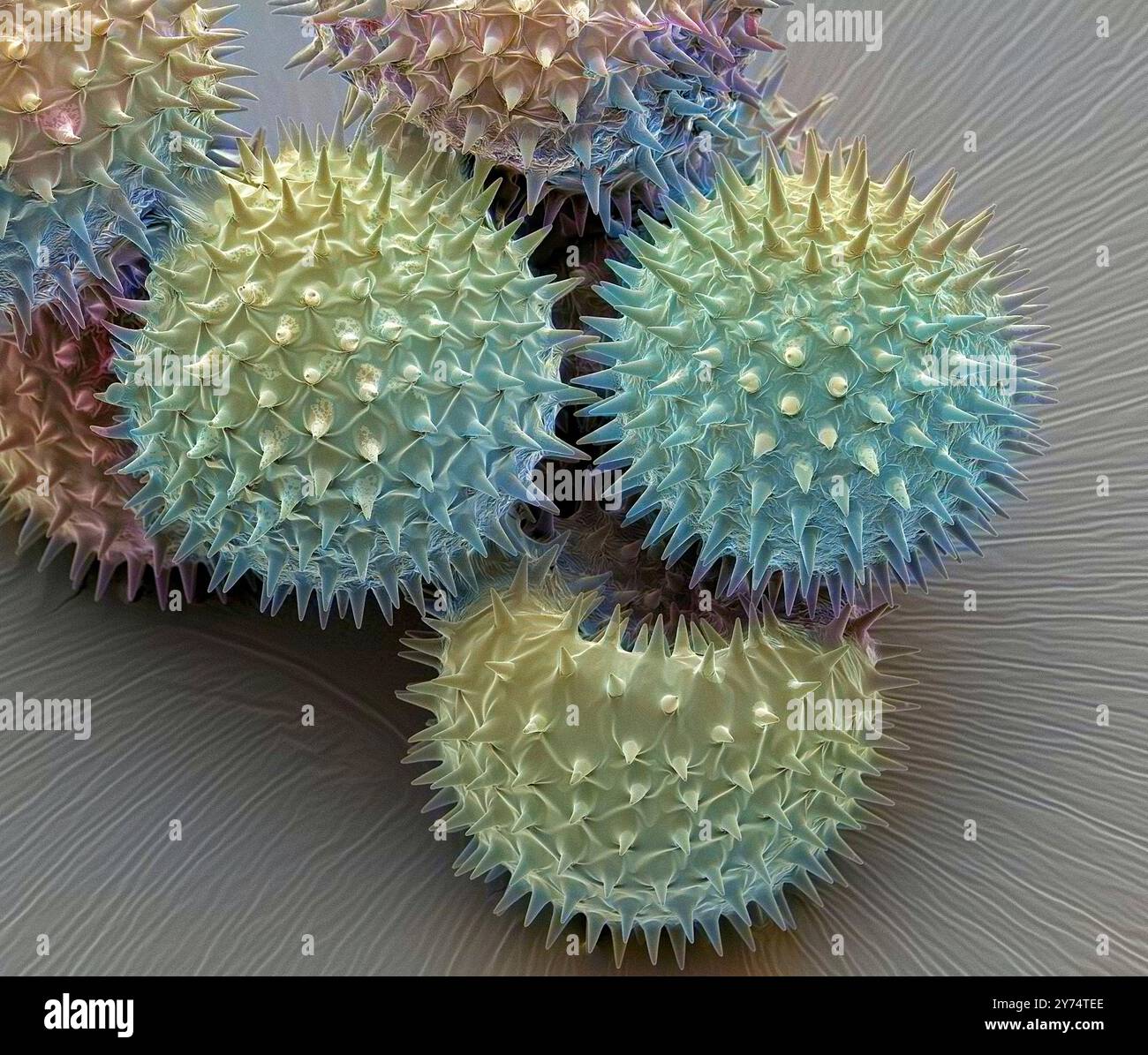 Lavatera pollen grains, SEM Stock Photo - Alamy